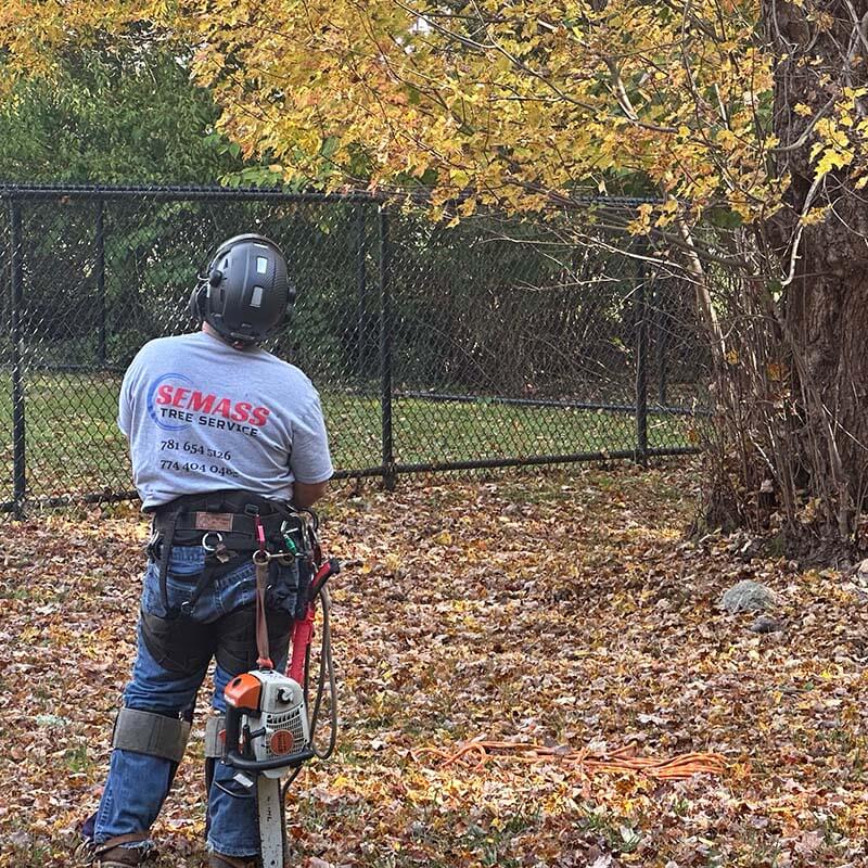 Freetown Tree Service | Mashpee Tree Removal